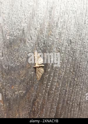 Common Eupithecia Moth (Eupithecia miserulata) Insecta Stock Photo - Alamy