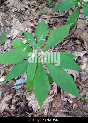 whorled wood aster (Oclemena acuminata) Plantae Stock Photo - Alamy
