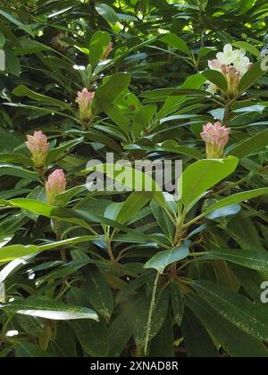 great rhododendron (Rhododendron maximum) Plantae Stock Photo - Alamy