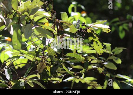 Red Ash (Alphitonia excelsa), Plantae, Coachwood Park, Flagstone, QLD ...
