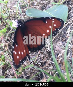 Queen (Danaus gilippus) Insecta Stock Photo - Alamy