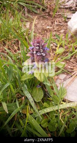 Pyramidal Bugle (Ajuga pyramidalis) Plantae Stock Photo - Alamy
