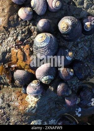 Black Tegula (Tegula funebralis) Mollusca Stock Photo - Alamy