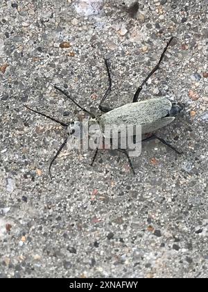 Blister Beetles (Meloidae) Insecta Stock Photo - Alamy