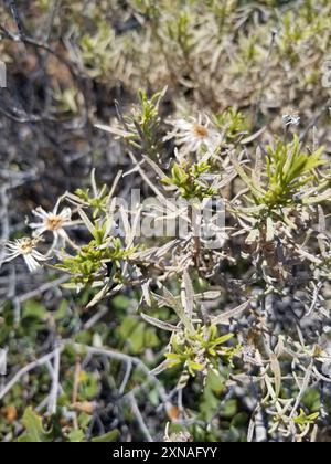 narrowleaf goldenbush (Ericameria linearifolia) Plantae Stock Photo - Alamy