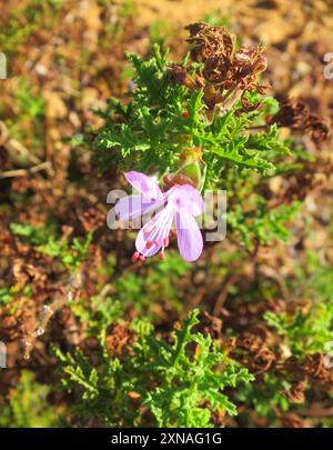 oak-leaved geranium (Pelargonium quercifolium) Blue Hill in the Kouga ...