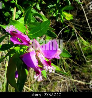Septemberbush (Polygala myrtifolia myrtifolia) Plantae Stock Photo - Alamy