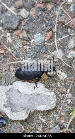 rugged oil beetle (Meloe rugosus) Insecta Stock Photo - Alamy