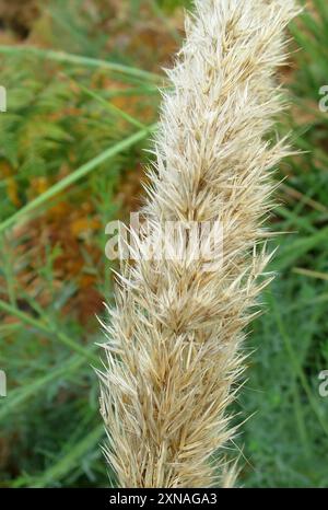 (Capeochloa cincta cincta Stock Photo - Alamy