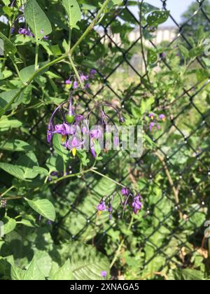 bittersweet nightshade (Solanum dulcamara) Plantae Stock Photo - Alamy