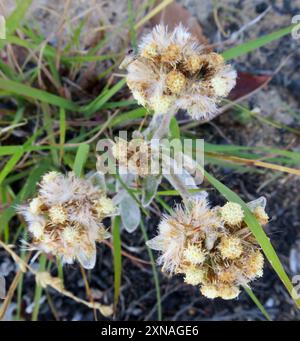 Spiral Everlasting (Helichrysum spiralepis Stock Photo - Alamy