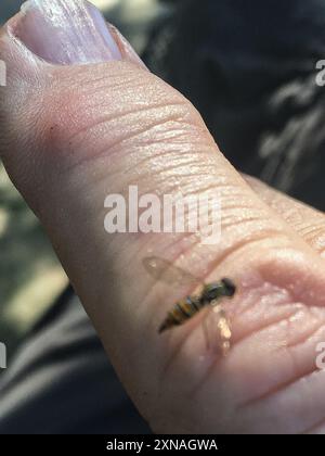 Maize Calligrapher (Toxomerus politus) Insecta Stock Photo - Alamy