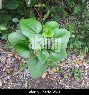 creeping groundsel (Senecio angulatus) Plantae Stock Photo - Alamy