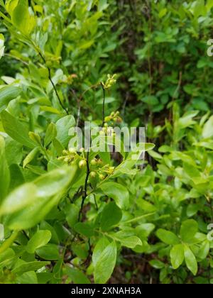 black huckleberry (Gaylussacia baccata) Plantae Stock Photo - Alamy