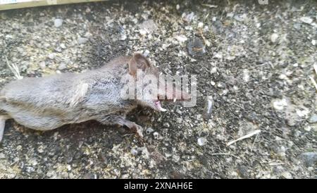 Western Lesser White-toothed Shrew (Crocidura gueldenstaedtii) Mammalia ...