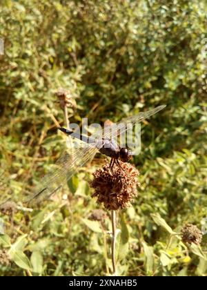 Slaty Skimmer (Libellula incesta) Insecta Stock Photo - Alamy