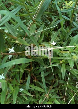 buttonweed (Diodia virginiana) Plantae Stock Photo - Alamy