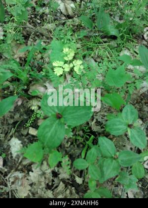 toadshade (Trillium sessile) Plantae Stock Photo - Alamy