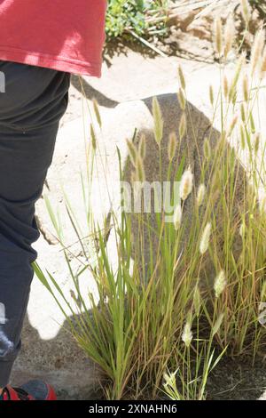 rabbitfoot grass (Polypogon monspeliensis) Plantae Stock Photo - Alamy