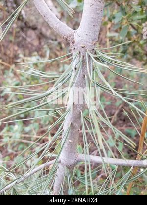 Parry pinyon (Pinus quadrifolia) Plantae Stock Photo - Alamy