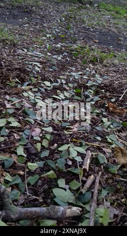 Chicatana Leafcutter Ant (Atta mexicana) Insecta Stock Photo - Alamy