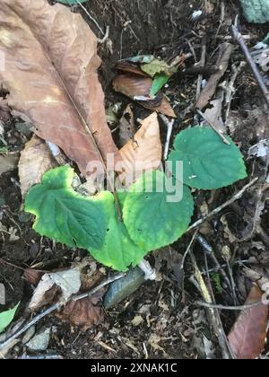 Round-leaved Violet (Viola rotundifolia) Plantae Stock Photo - Alamy