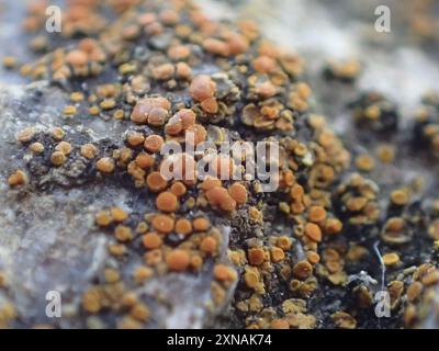 Grain-spored lichens (Sarcogyne) Fungi Stock Photo - Alamy