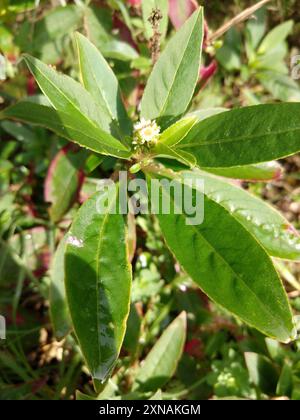 Inkweed (Phytolacca octandra) Plantae Stock Photo - Alamy