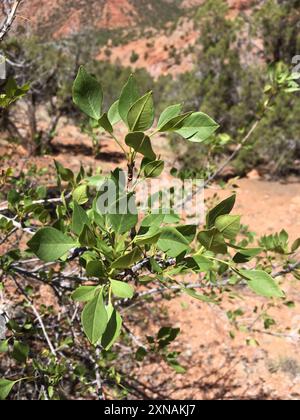 single-leaf ash (Fraxinus anomala) Plantae Stock Photo - Alamy