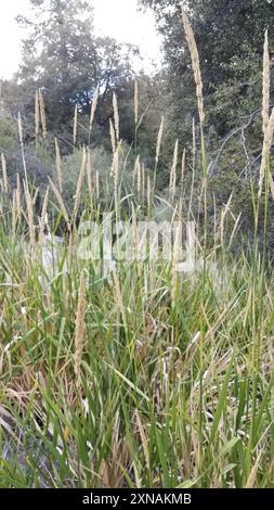 giant wild rye (Leymus condensatus) Plantae Stock Photo - Alamy
