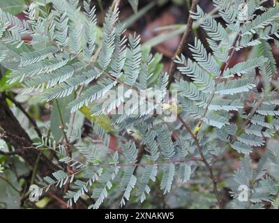 Acacias, Mimosas, mesquites, and allies (Mimosoideae) Plantae Stock ...