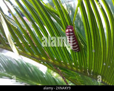 A Superb Cycadian (Eumaeus childrenae Stock Photo - Alamy