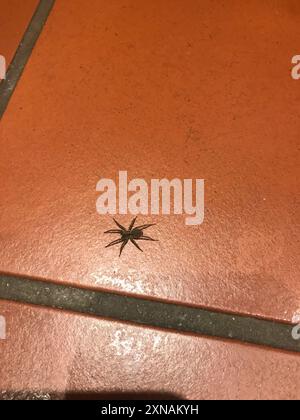 Fox Spiders (Alopecosa) Arachnida Stock Photo - Alamy