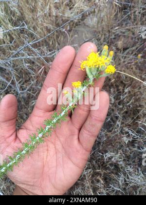 littleleaf horsebrush (Tetradymia glabrata) Plantae Stock Photo - Alamy
