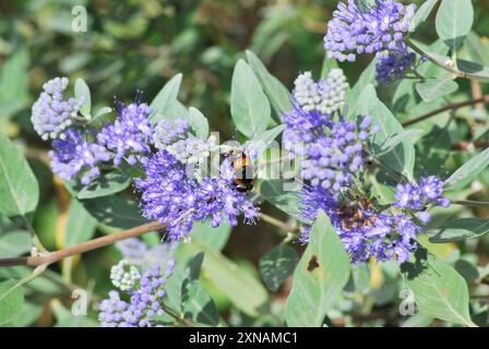 (Phytomia zonata) Insecta Stock Photo - Alamy