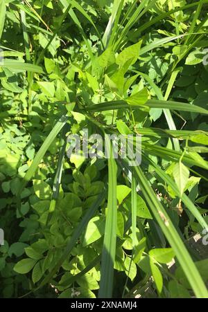 river bulrush (Bolboschoenus fluviatilis) Plantae Stock Photo - Alamy
