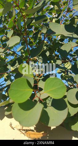 myrtle family (Myrtaceae) Plantae Stock Photo - Alamy