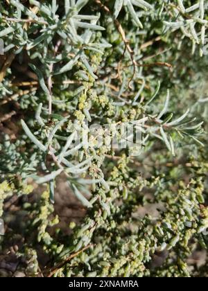 Mojave Seablite (Suaeda nigra) Plantae Stock Photo - Alamy