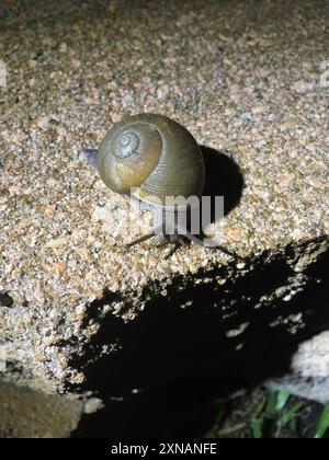 Cuban Brown Snail (Zachrysia provisoria) Mollusca Stock Photo - Alamy