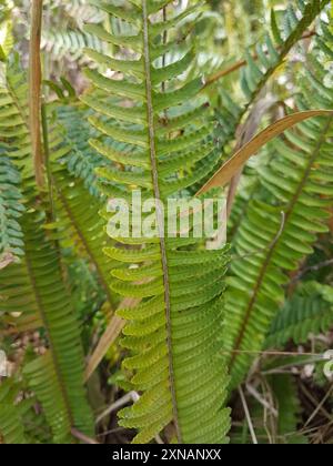 Fishbone Fern (Nephrolepis cordifolia) Plantae Stock Photo - Alamy