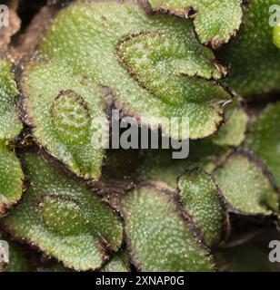 California asterella (Asterella californica) Plantae Stock Photo - Alamy