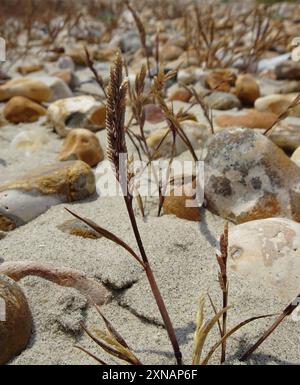Sea Fern-grass (Catapodium marinum) Plantae Stock Photo - Alamy