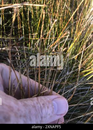Tufted Bulrush (Trichophorum cespitosum), Plantae, North Carolina, US ...