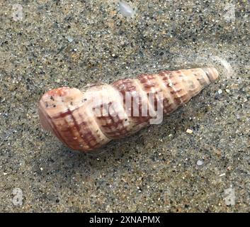 California Horn Snail (Cerithideopsis californica) Mollusca Stock Photo ...