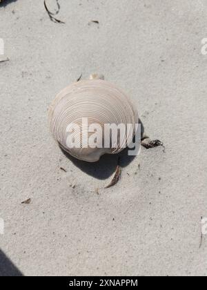 Coarse Dosinia (Dosinia anus) Mollusca Stock Photo - Alamy