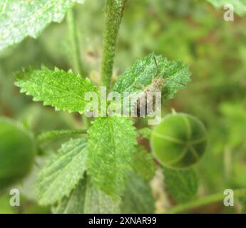 (Liorhyssus natalensis) Insecta Stock Photo - Alamy