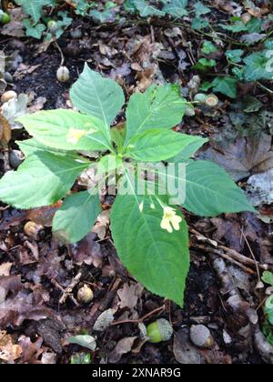 small balsam (Impatiens parviflora) Plantae Stock Photo - Alamy