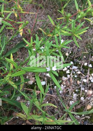 rough buttonweed (Hexasepalum teres) Plantae Stock Photo - Alamy