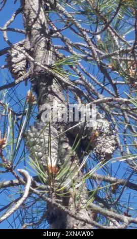 knobcone pine (Pinus attenuata) Plantae Stock Photo - Alamy
