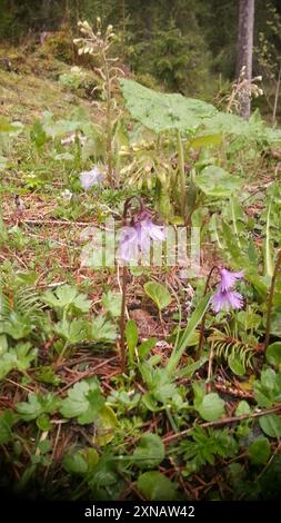 Alpine Snowbell (Soldanella alpina) Plantae Stock Photo - Alamy
